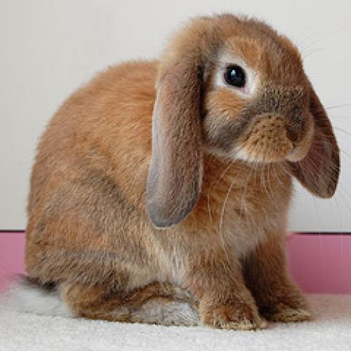 Lop Eared Rabbits Are Bred Specifically For Pet And Show Purposes 